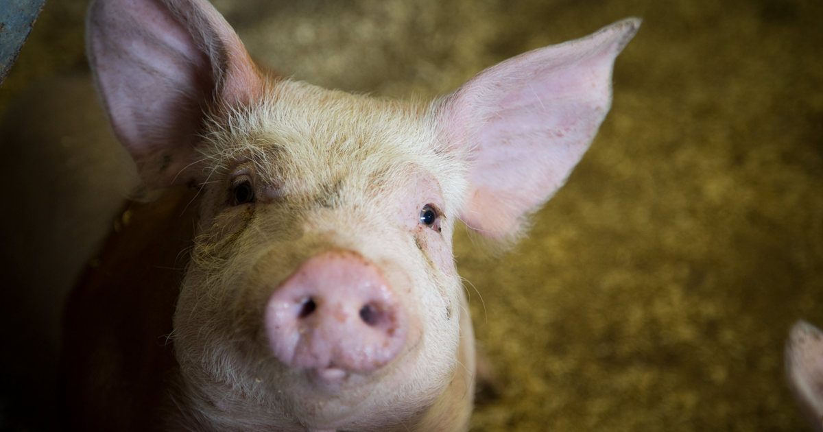 Animal welfare: pig